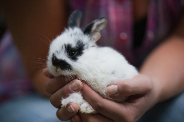 Baby Rabbit